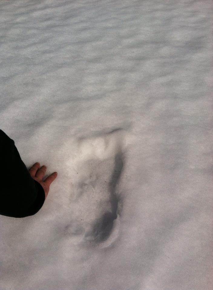 Bigfoot/Sasquatch Snow Tracks in Catskill Mountains of New York